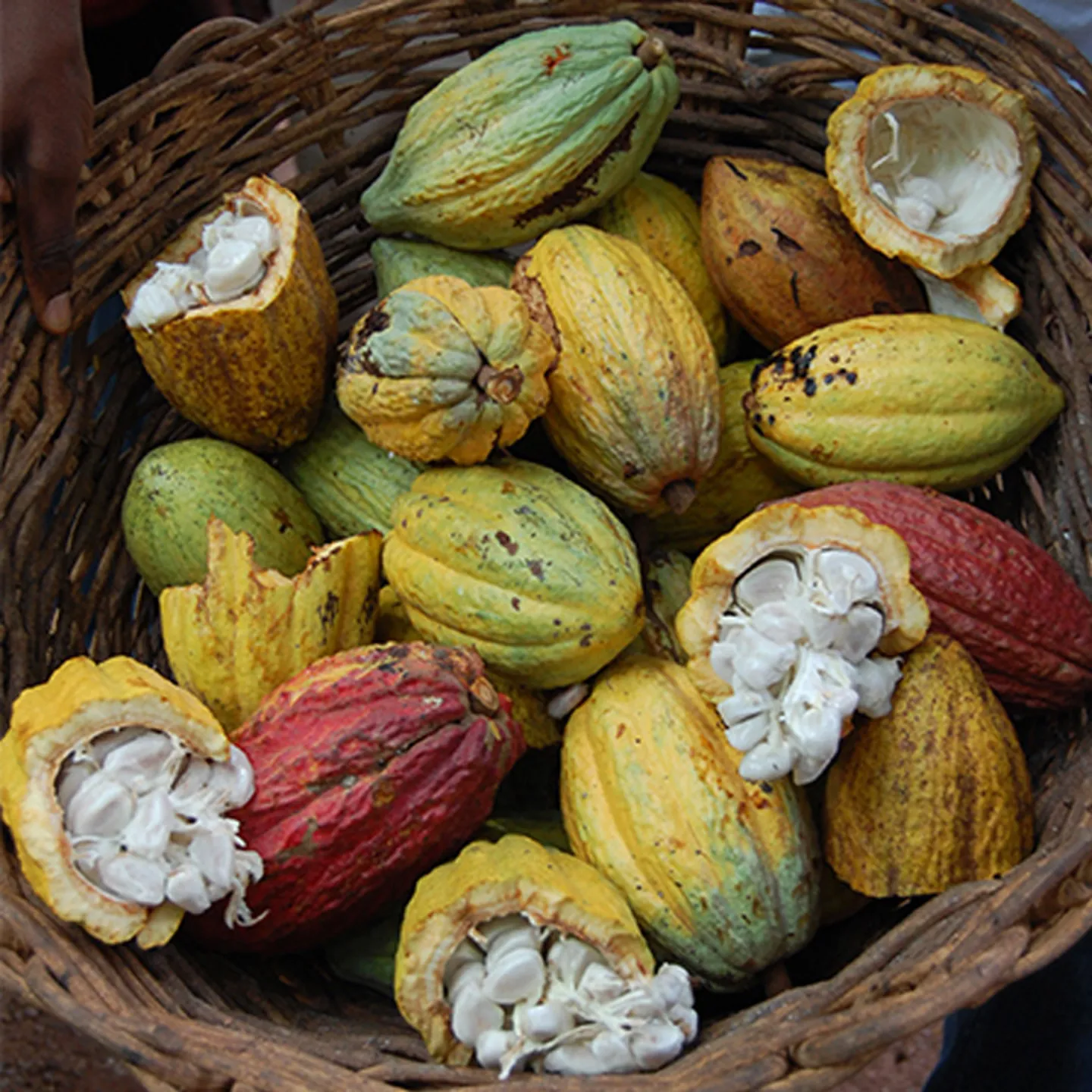 Challenges and solutions in cocoa sustainability - Fazer Group