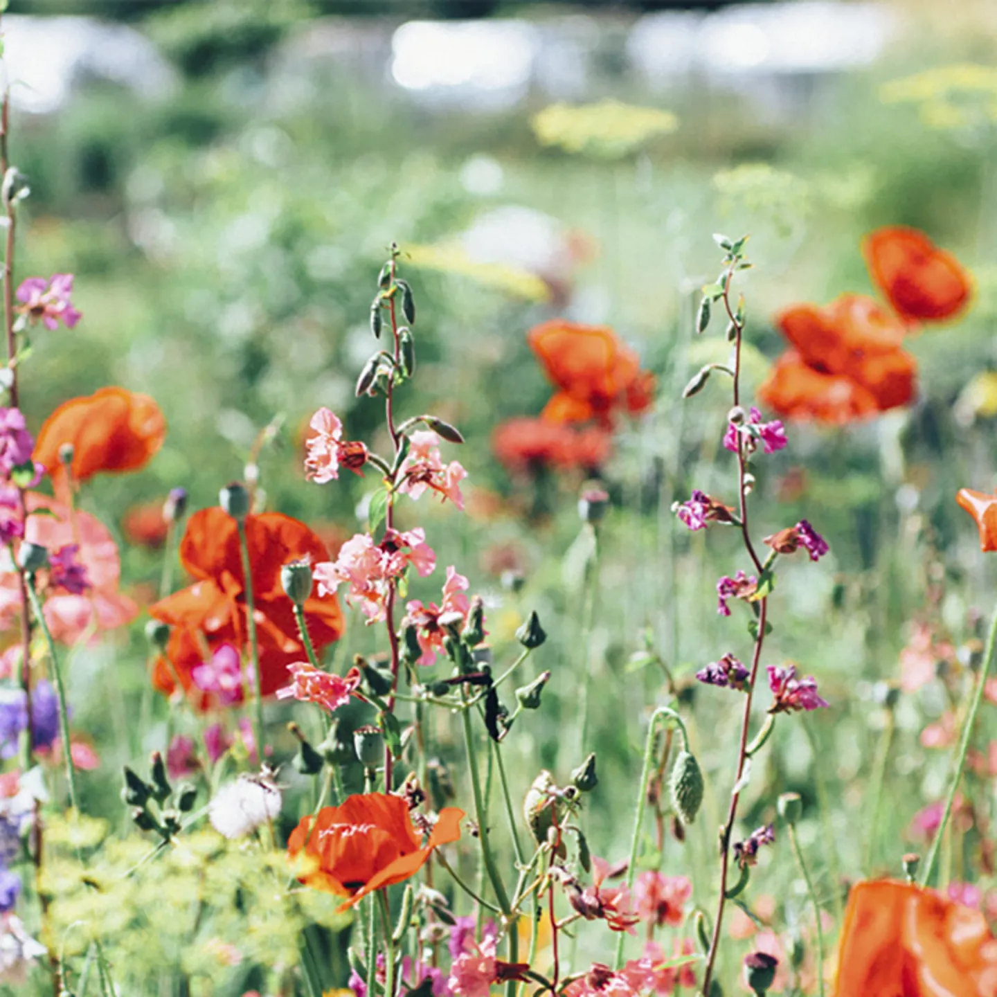 Sju sorters blommor - Fazer.se
